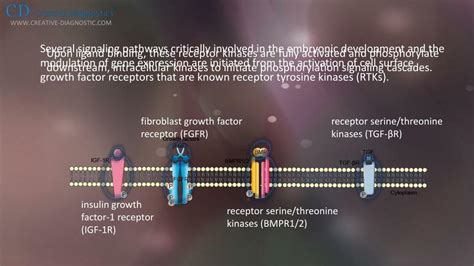 Ppt Protein Phosphorylation Creative Diagnostics Powerpoint Presentation Id 7785668