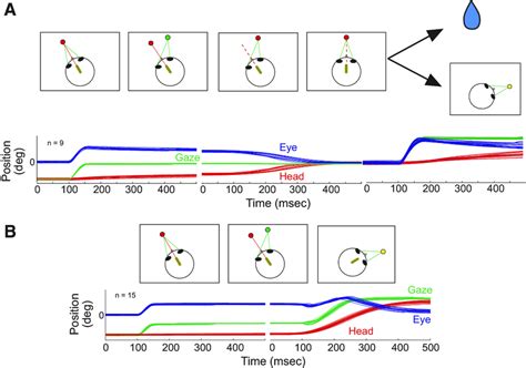 Schematic Representation Of The Head Only And Head Only Gaze Tasks Download Scientific