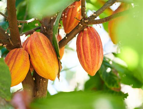 How To Cultivate And Care For Your Own Chocolate Source