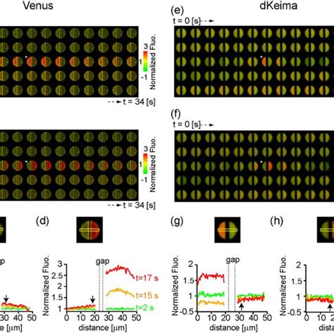 Correlations Between Her And Fluorescence Protein Emission At The Four