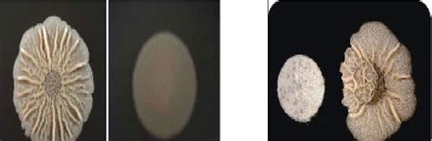 Colony Morphology Of B Subtilis Strain 3610 Wild Type Left Image And