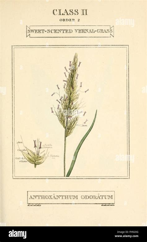 An Educational Work On The Science Of Botany Focusing On Plant Classification Archived By The