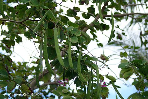 Trees of Tropical Asia - Bauhinia purpurea