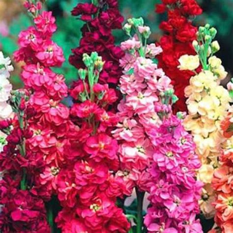 Mixed Color Matthiola Incana Stock Flower Seeds Default Title Flower Seeds Stock Flower