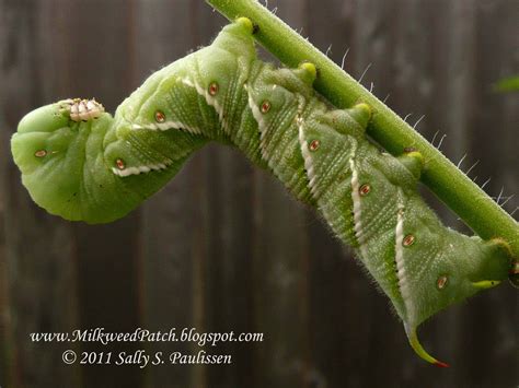 The Milkweed Patch Carolina Sphinx Moth Caterpillar