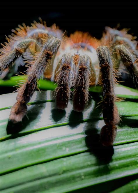 On Sait Enfin Pourquoi Les Tarentules Et Les Mygales Ont Des Poils Geo Fr