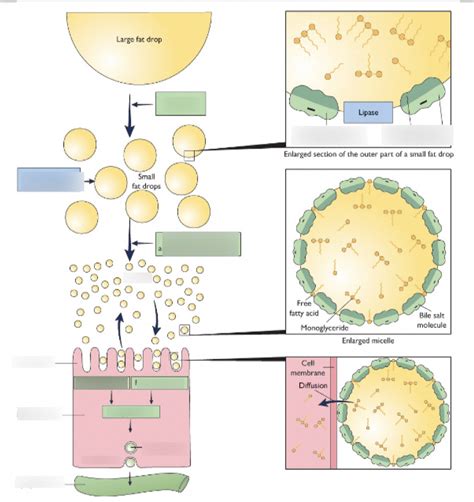 Diagram Of Large Fat Drop Absorption Quizlet