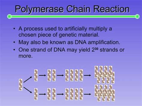 Polymerase Chain Reaction 2018 Pdf