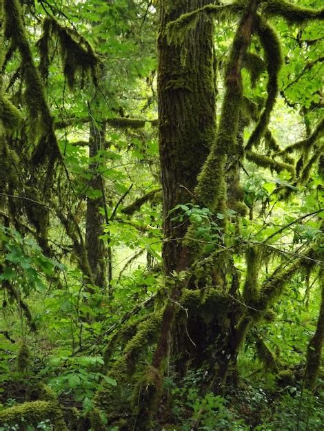 Premium Photo Trees In Forest