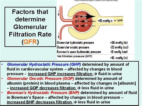Physiology Bio 240 Lecture No 12 Renal Nephron