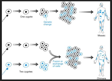 Chimerism Cause Types Of Structural Chromosomal Abnormalities And