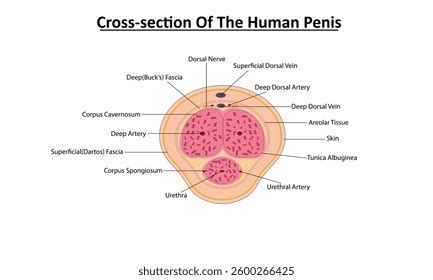 Mens Penis Over 4625 Royalty Free Licensable Stock Illustrations
