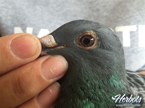 Van Oeckel1ste Prov Montelimar Oog Diamond Loft