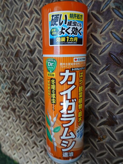 №887 再発カイガラムシの駆除、、、。。 雲南の蘭を楽しむ