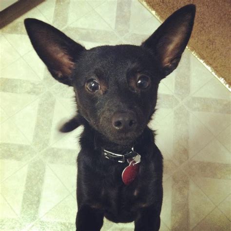 Rat Cha Puppies For Sale Barn Mirror Wall Decor