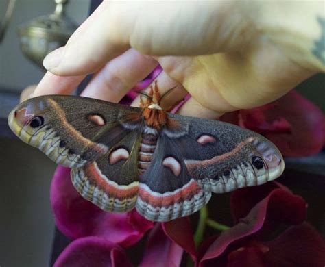 The Cecropia Moth Is The Largest Moth In North America Females Of The