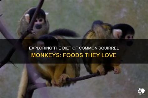 Exploring The Diet Of Common Squirrel Monkeys Foods They Love Petshun