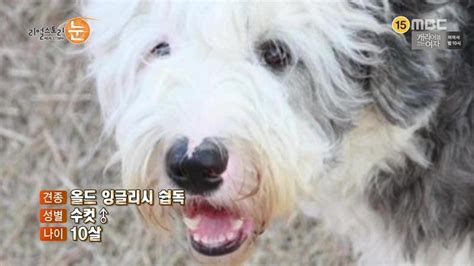 잉글리쉬 쉽독 잡아먹은 마을 주민들 반응  포텐 터짐 최신순 에펨코리아