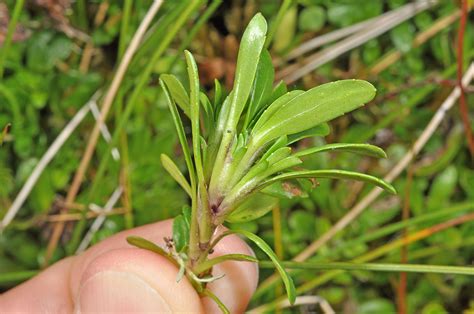 Celmisia Bellidioides Asteraceae