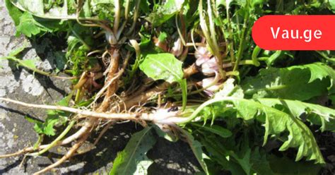 ეს ნარევი ძალიან სასარგებლოა ძვლებისა და კბილების გასამაგრებლად ავსებს ორგანიზმში კალციუმის