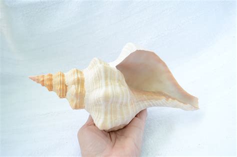 Conch Shell Florida Your Florida Beach Seashell Guide Naples Beach