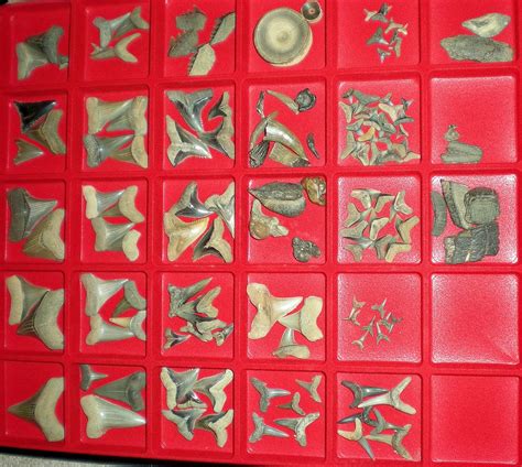 Maryland Middle Miocene Member Collections The Fossil Forum