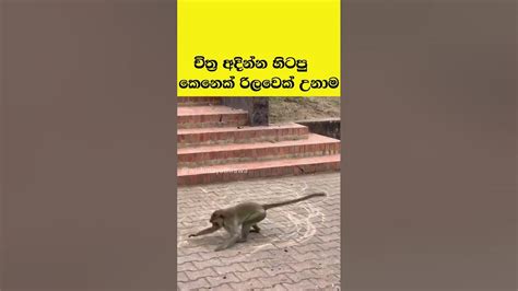 ඔයා නොදැකපු අමුතුම දේවල් ජීවිතේ මුල්ම වතාවට ඔයා මේවා දකින්නේ Youtube