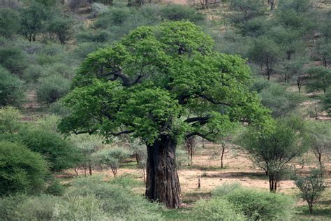 15 Largest Tree Species In The World