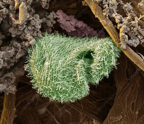 Colpidium Ciliate Protozoan Sem Stock Image C0574244 Science