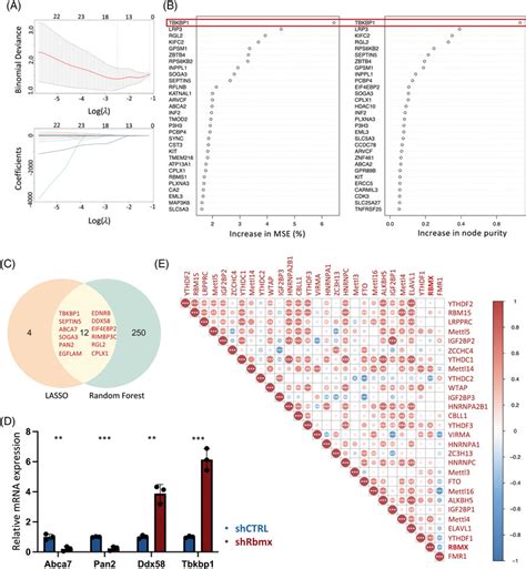 Loss‐of‐function Variants In Rna Binding Motif Protein X‐linked Induce Neuronal Defects