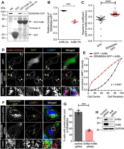 Reagent Jetprime Polyplus Transfection Sa Bioz