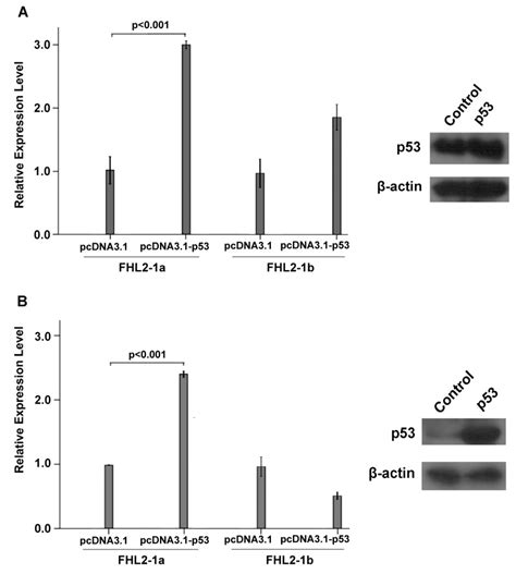 Tp53 Expression Plasmid Was Transiently Transfected In Hek293 And Hep3b