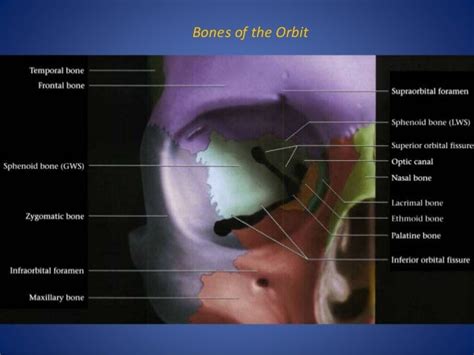 Orbit Imaging Anatomy