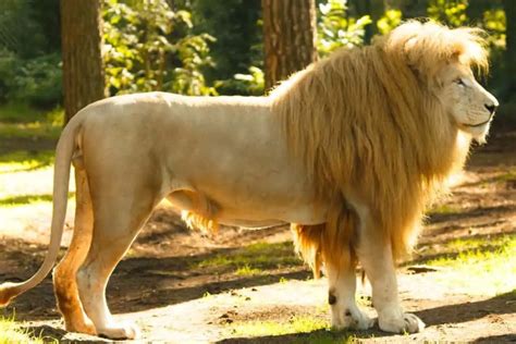 How Much Do Lions Weigh Large Predators