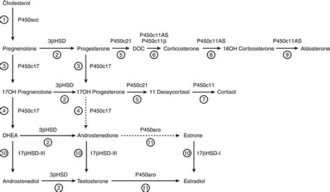 The Adrenal Cortex And Its Disorders Clinical Tree