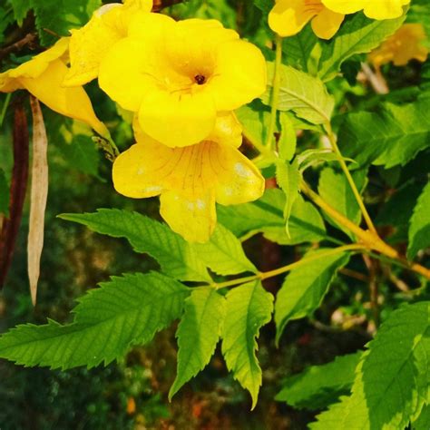 Muhammad Afzaal Posted On Linkedin