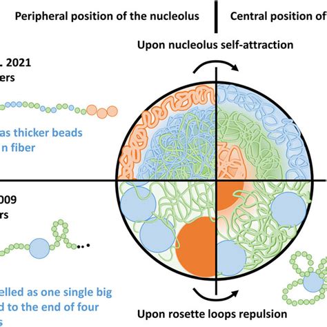 Different Models Of Polymer Entanglement A Conceptualization Of Download Scientific Diagram
