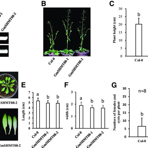 Effects Of Overexpression Of Gmshmt08 On The Beet Cyst Nematode