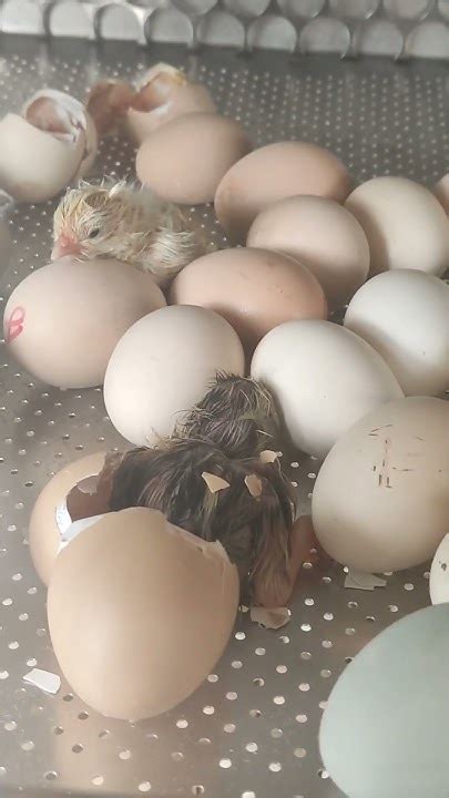 O Milagre Da Vida Youtube