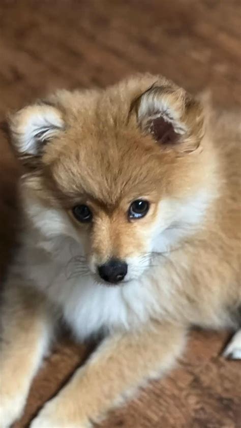 Adorable Pomeranian Puppy With Expressive Eyes