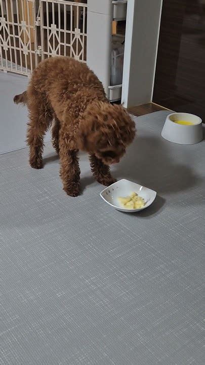 아찌가 좋아하는 사과~~ Youtube