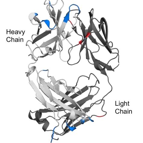 Residues Missing Resonance Assignment Crystal Structure Of Nist Fab Download Scientific