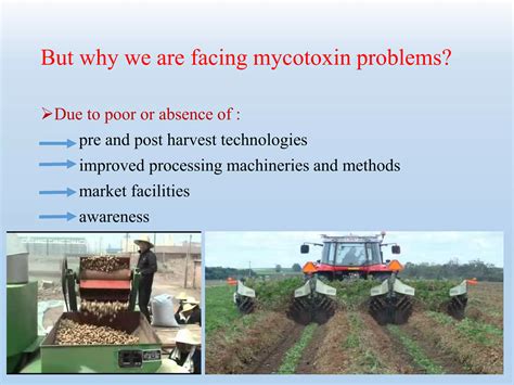 Mycotoxin Contamination In Food Crops And Its Management Pptx Digestive Disorders Diseases