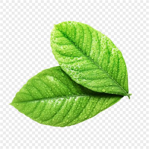 이슬이 나뭇잎 나뭇잎 이미지 사진 400610291 무료 다운로드 이슬이 나뭇잎 나뭇잎 이미지 사진 400610291 무료 다운로드