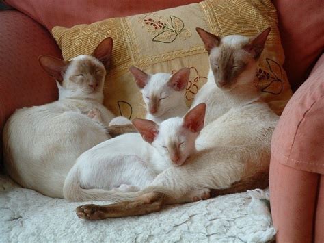 Cinnamon Point Siamese Cats Siamese Cat Breeder