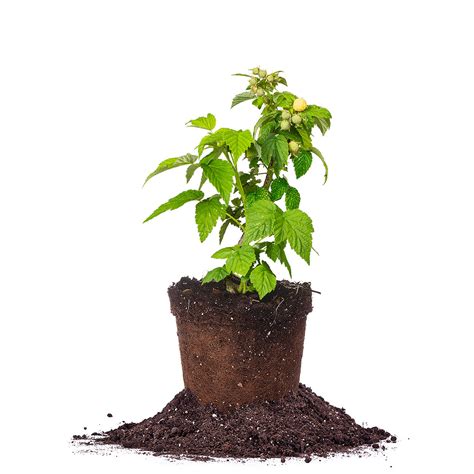 Buy Fall Gold Raspberry Plants For Sale Perfect Plants