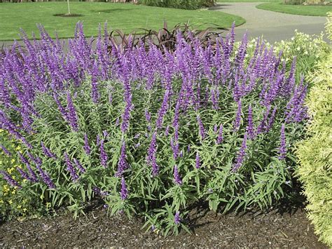 Salvia Leucantha ‘santa Barbara Native Sons Wholesale Nursery
