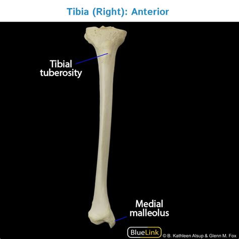 Intercondylar Eminence Of Tibia