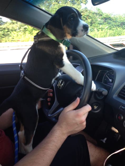 Small Boi Checks For Pedestrians Before Driving Through Reyebleach