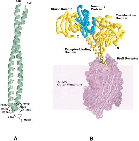 Crystal Structure Of Colicin E3 Molecular Cell